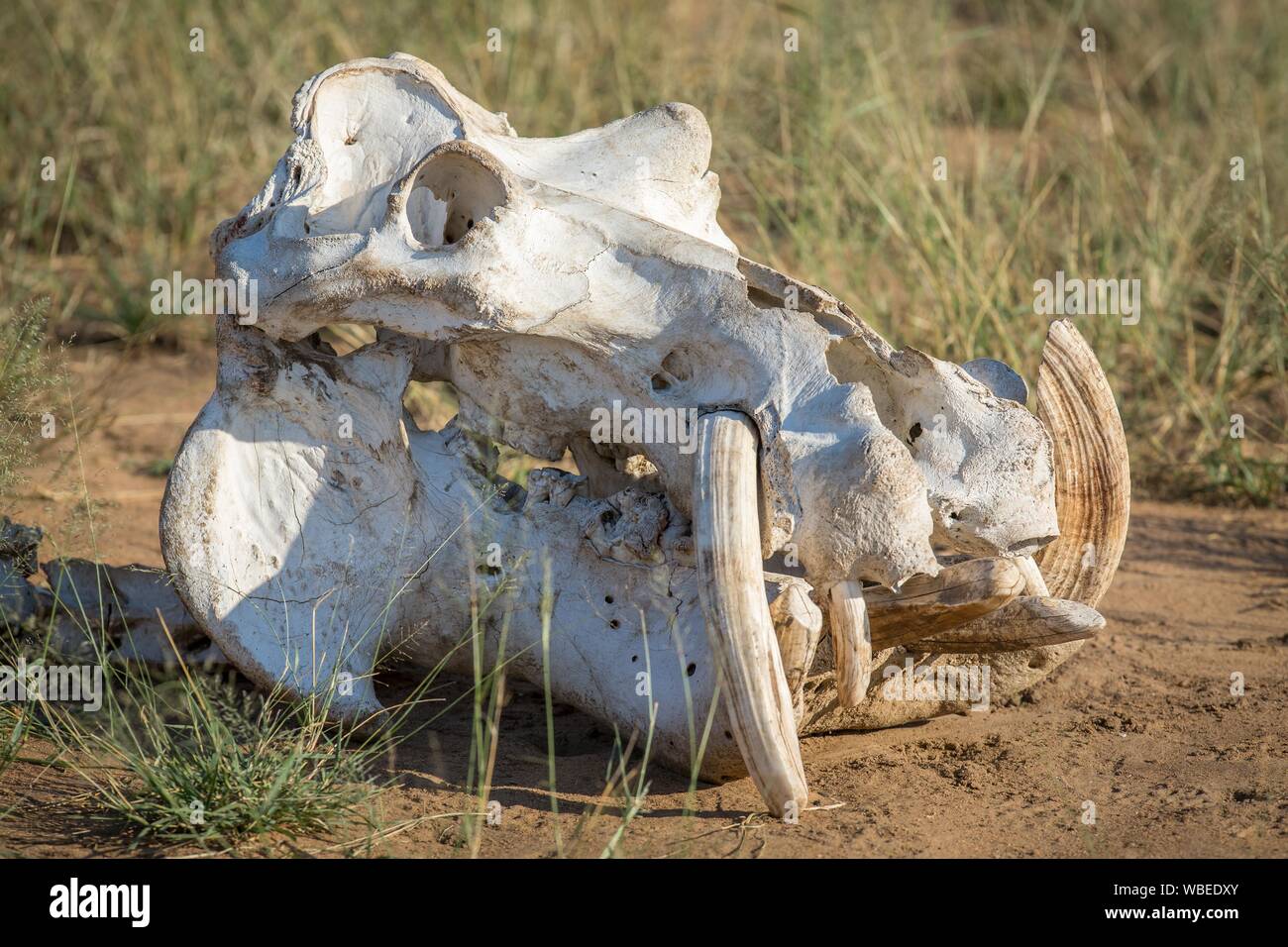 Skull of a Hippo (Hippopotamus amphibius), Manyeleti Game Reserve ...