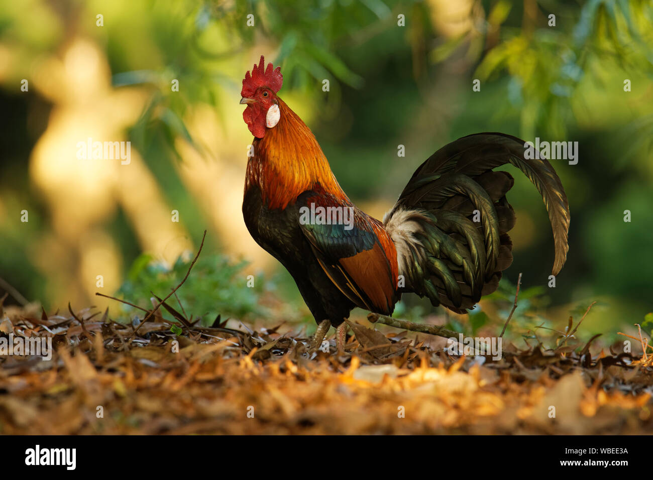Red Junglefowl - Gallus gallus tropical bird in the family Phasianidae ...
