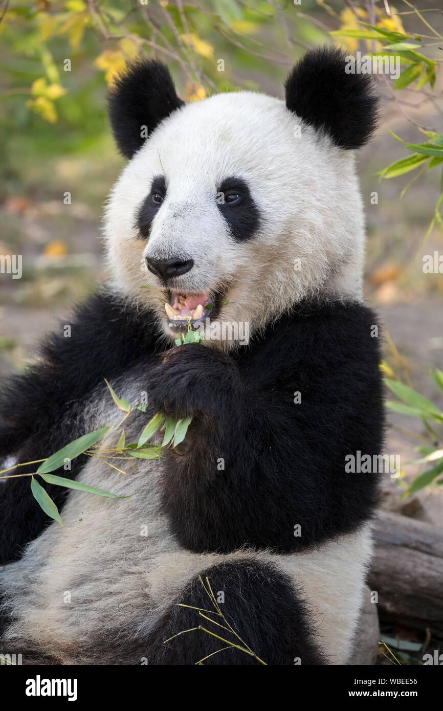 Panda (Ailuropoda melanoleuca), captive, young animal eats bamboo ...