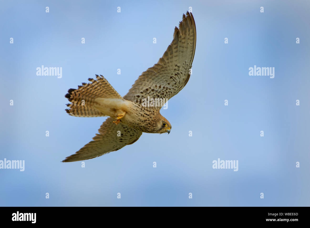 Lesser Kestrel - Falco naumanni small falcon,s breeds from the ...