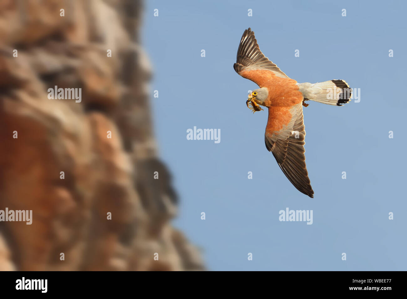 Lesser Kestrel - Falco naumanni small falcon,s breeds from the ...
