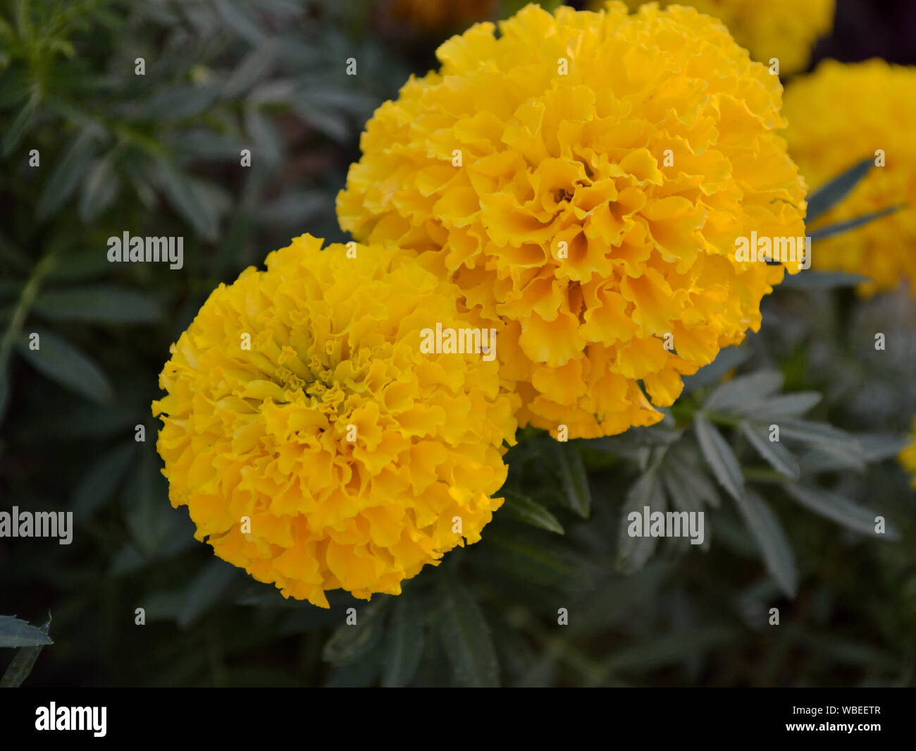 Aztec marigold hi-res stock photography and images - Alamy