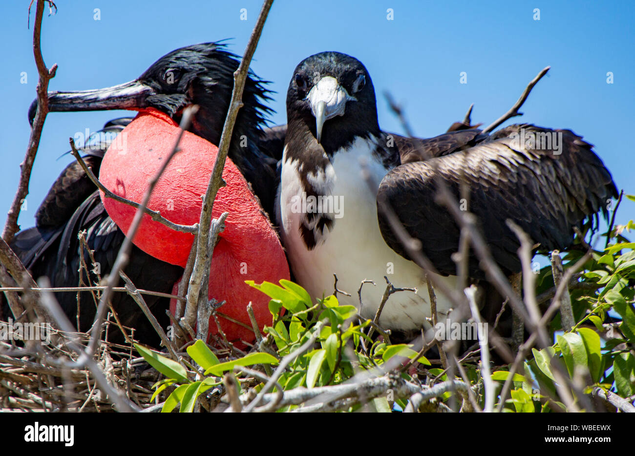 Courting frigatebirds hi-res stock photography and images - Alamy