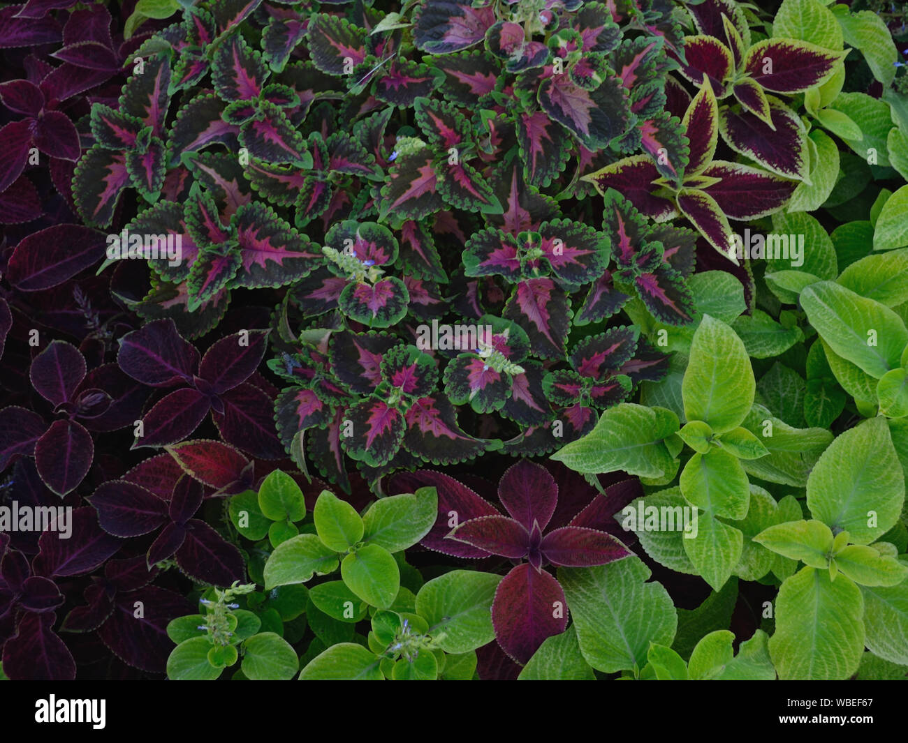 Coleus blumei plants in the garden Stock Photo - Alamy