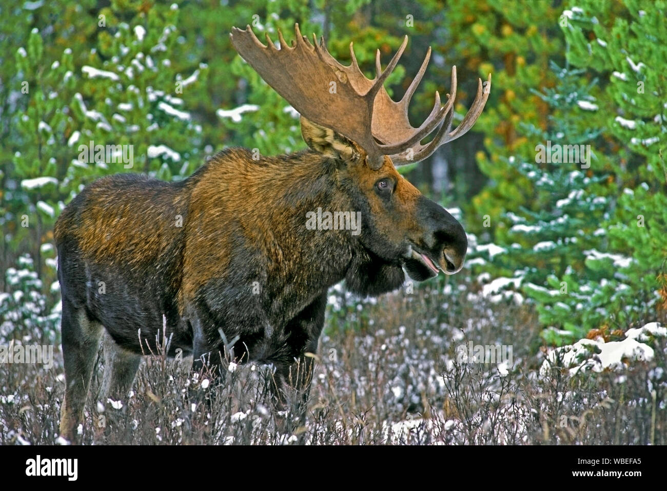 Bull moose profile hi-res stock photography and images - Alamy
