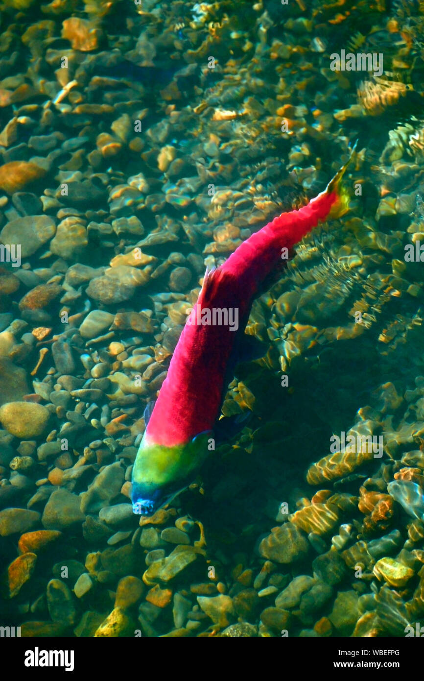 Aerial view of Sockeye Salmon ( Oncorhynchus nerka ) swimming in creek ...