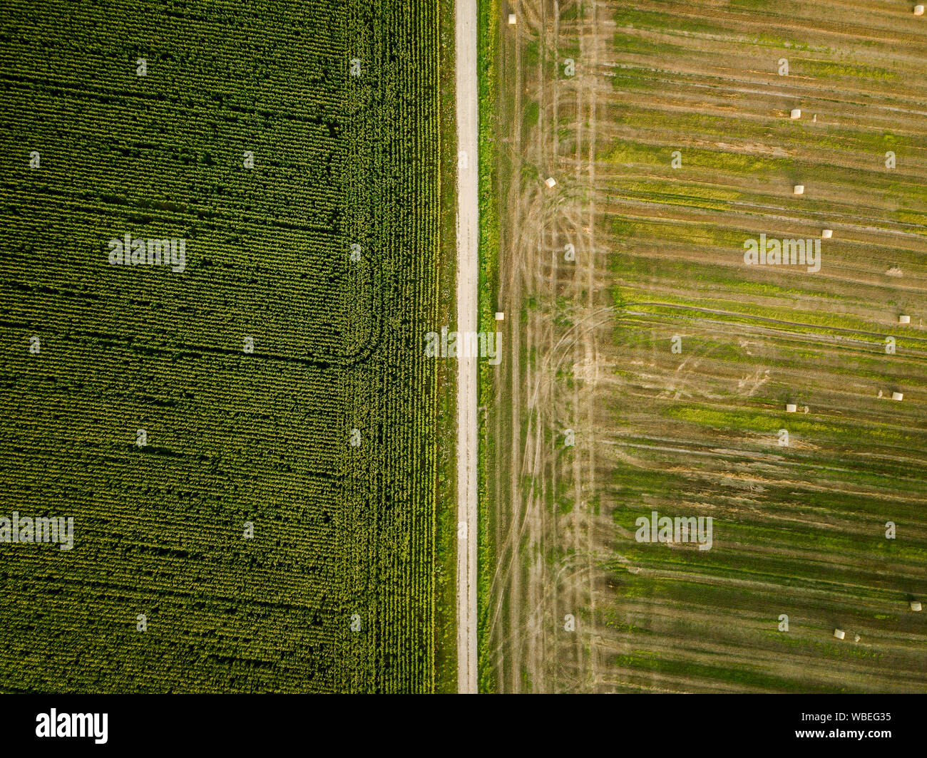 Top down aerial view of two agricultural fields - corn and hay with ...