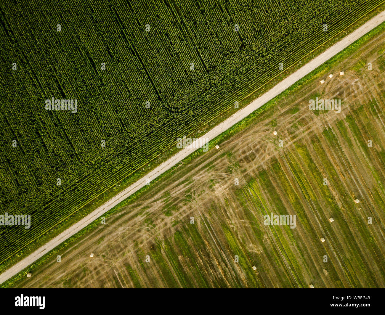 Top down aerial view of two agricultural fields - corn and hay with ...