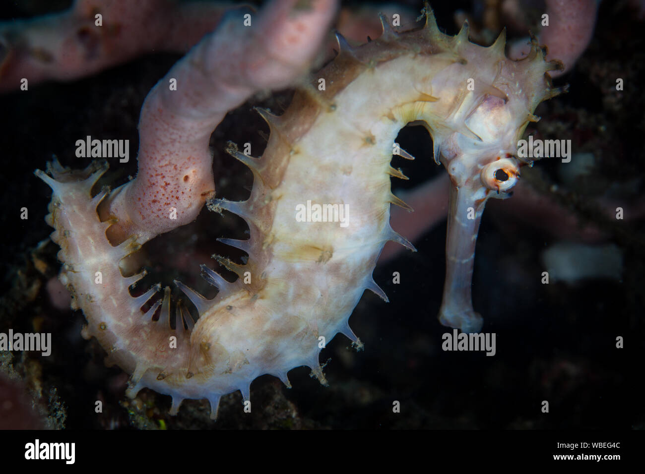 Seahorse tail prehensile hi-res stock photography and images - Alamy