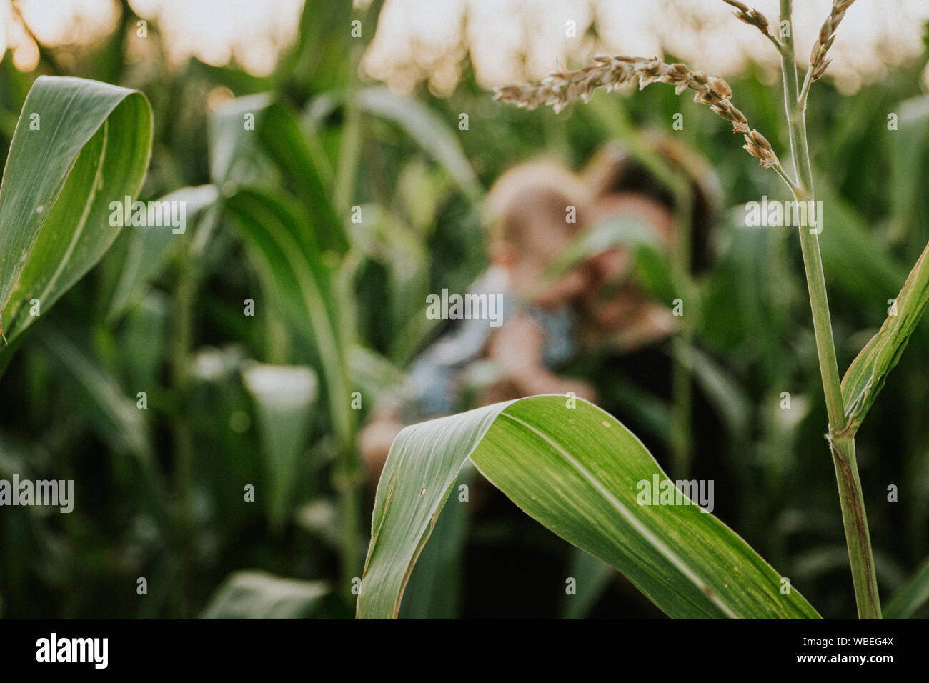 Corn field with mother and daughter in background Stock Photo - Alamy