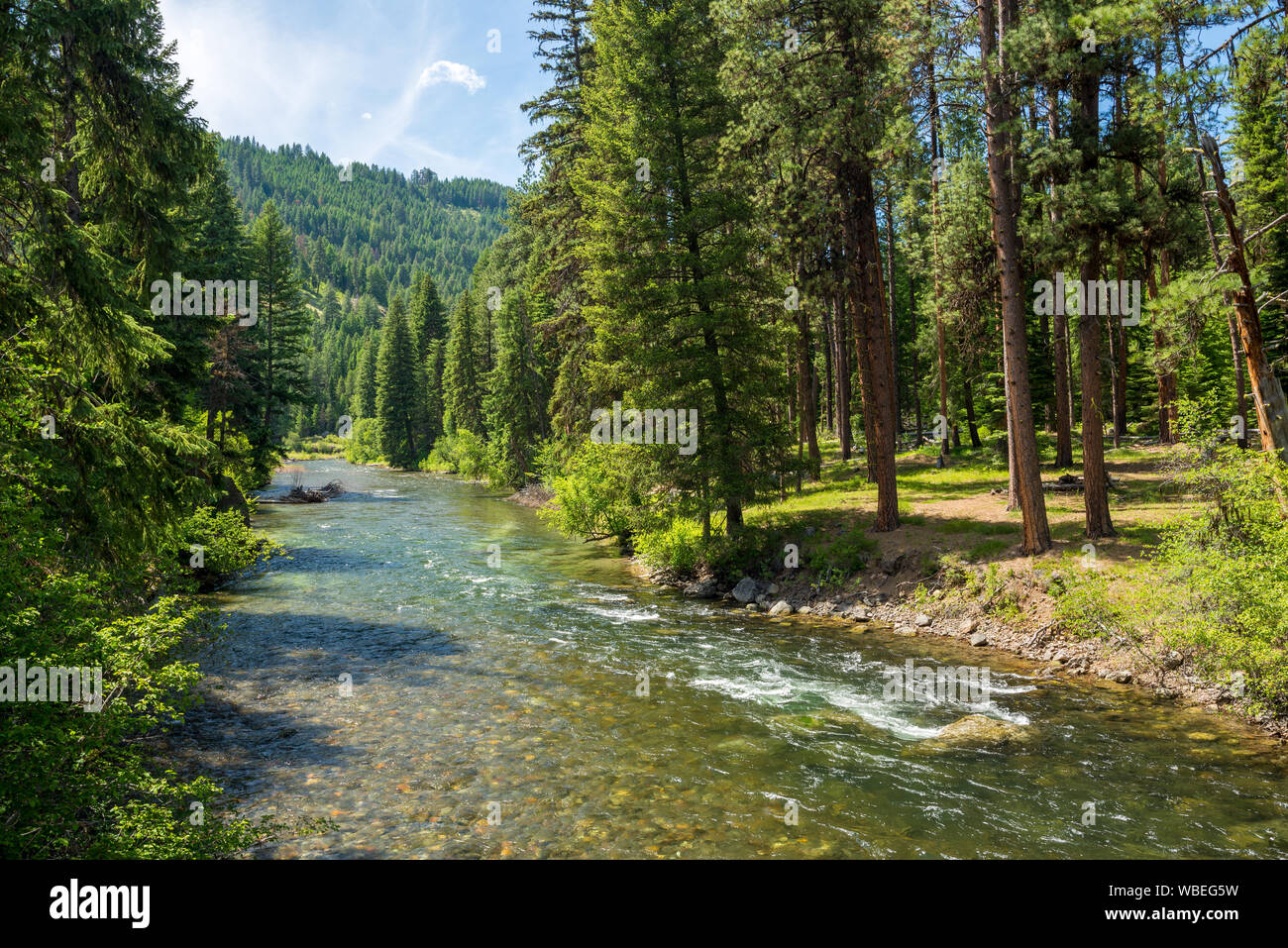 Minam forest hi-res stock photography and images - Alamy