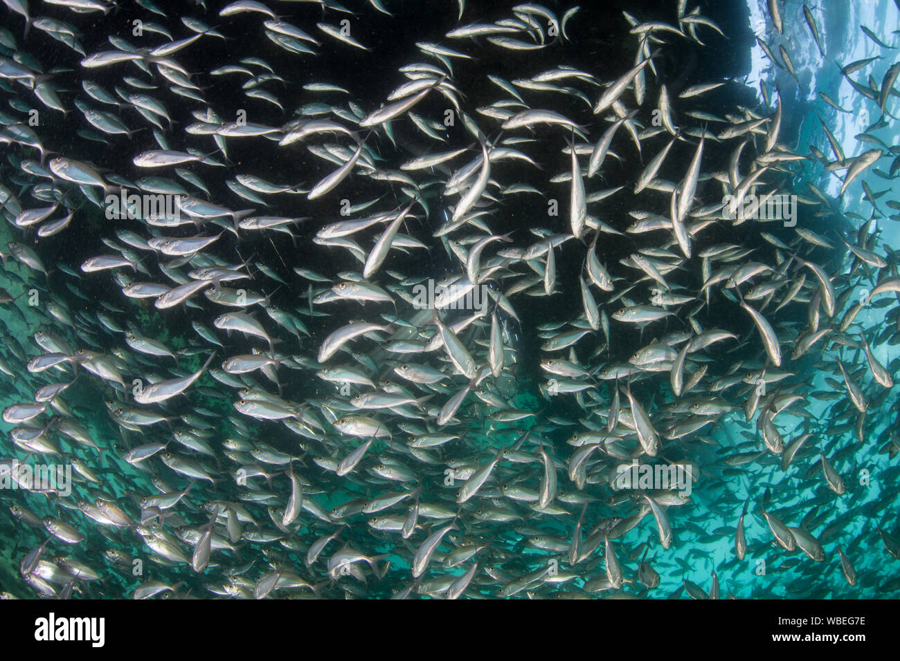 Dock underwater hi-res stock photography and images - Alamy