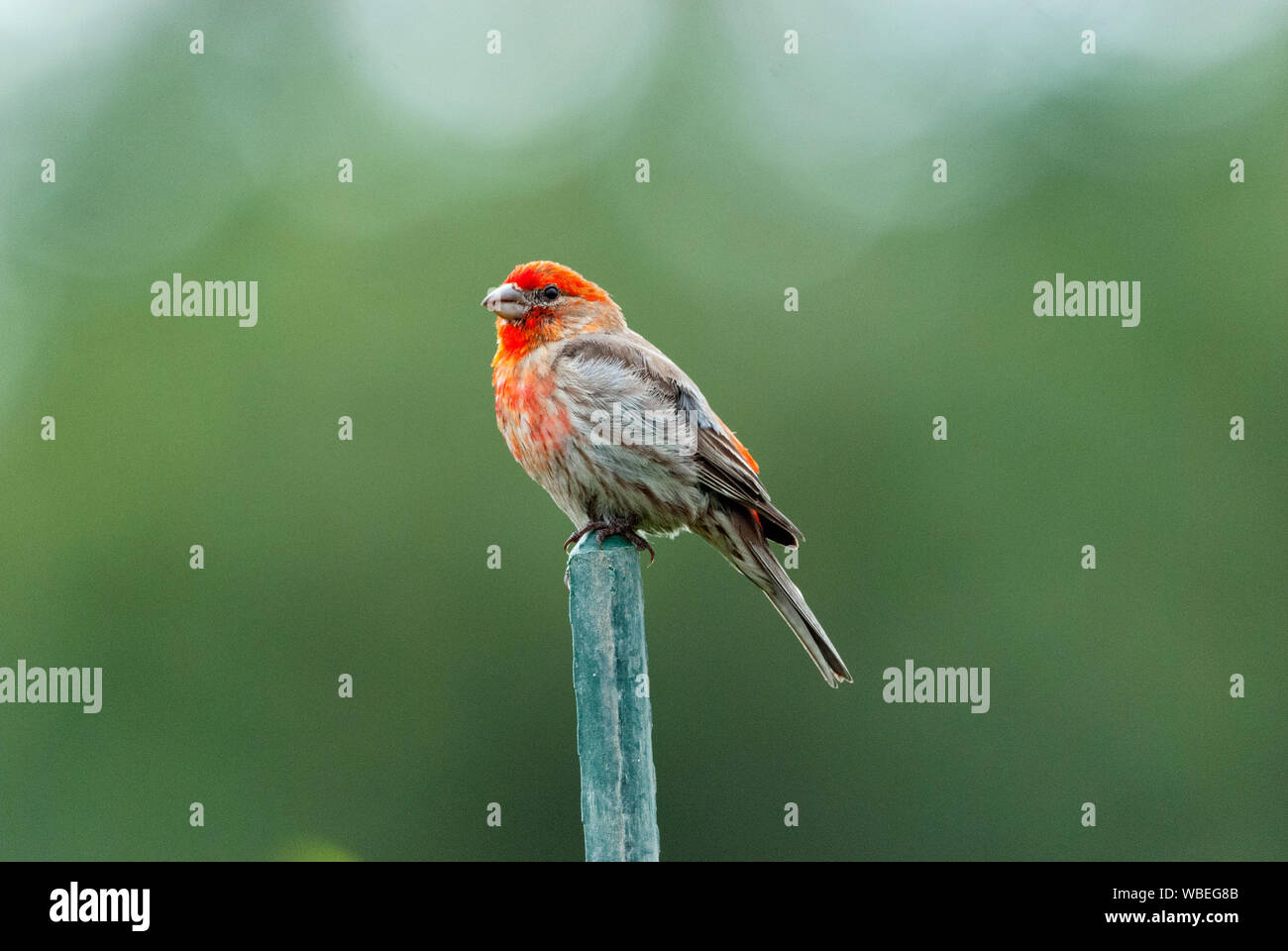 House finch environment hi-res stock photography and images - Alamy