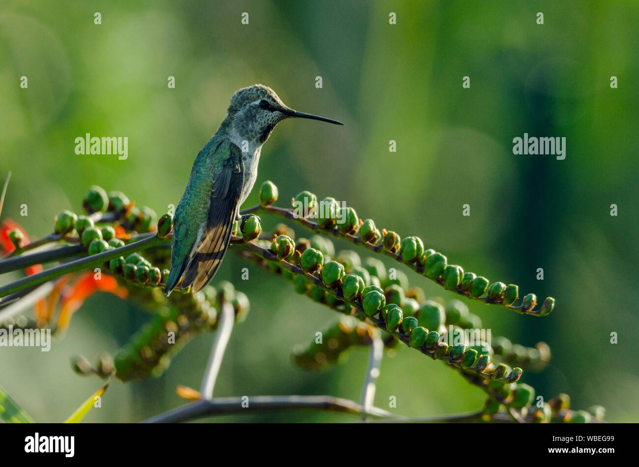 An Anna's hummingbird perches on the seed pods of a crocosmia plant in ...
