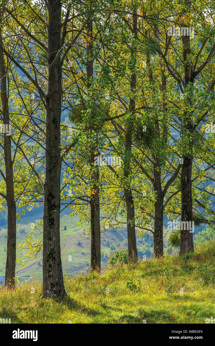 poplar trees on the hill in the afternoon light. beautiful autumn ...