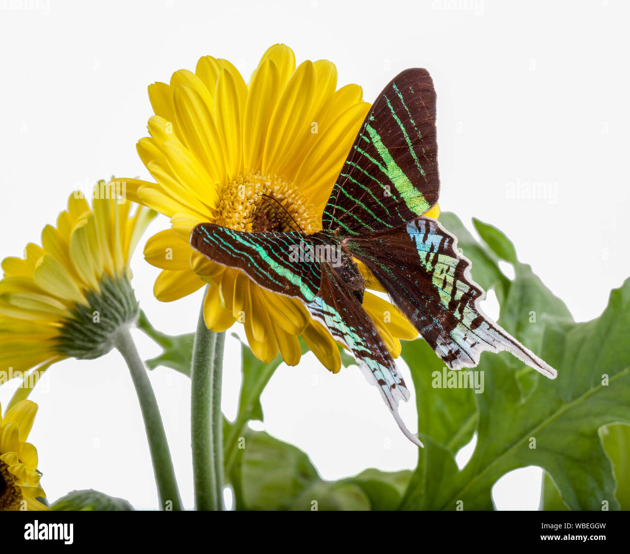 Sunset Moth on a Yellow Daisy flower Stock Photo - Alamy