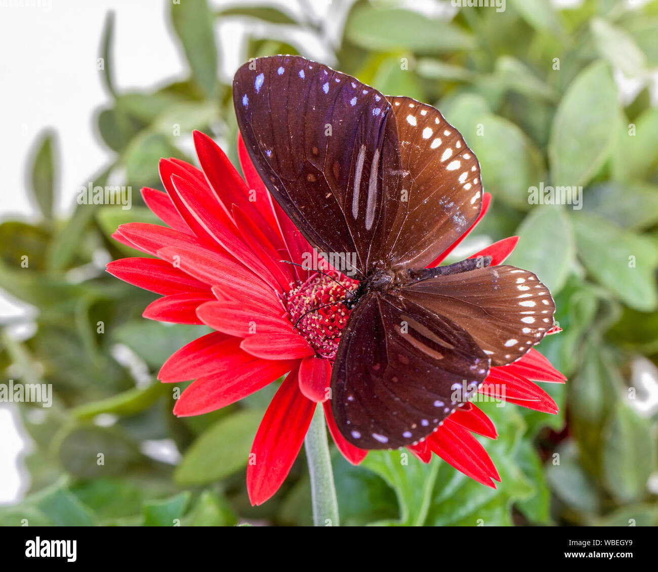 Butterfly The Striped Blue Crow High Resolution Stock Photography and ...