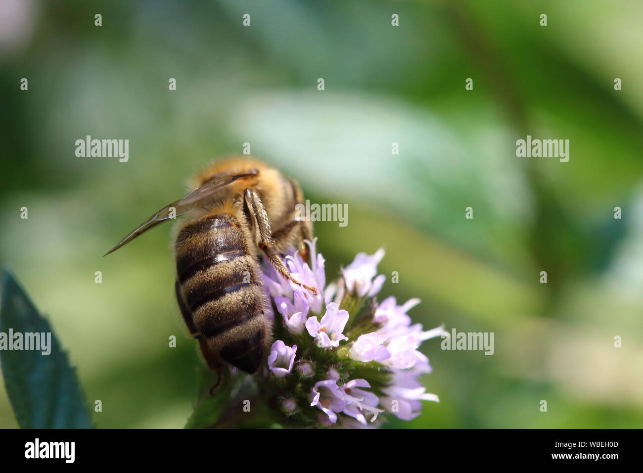 Bee from behind while eating Stock Photo - Alamy