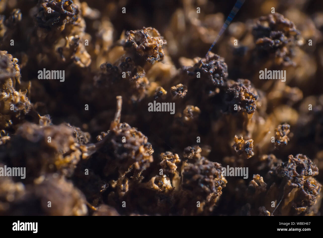 Flower core hi-res stock photography and images - Alamy