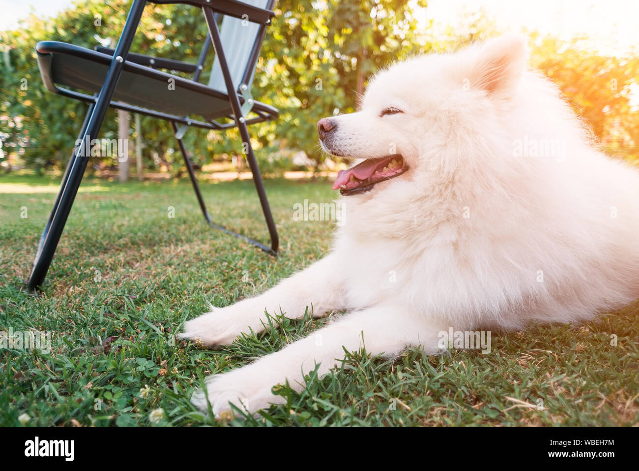 Samoyed dog on grass in backyard Stock Photo - Alamy