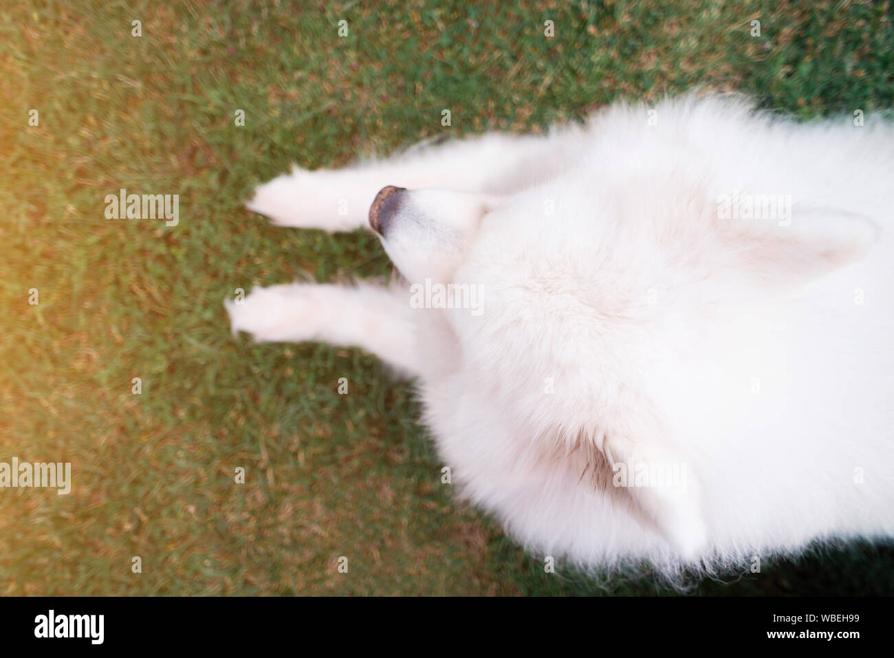 Samoyed dog on grass view from above Stock Photo - Alamy