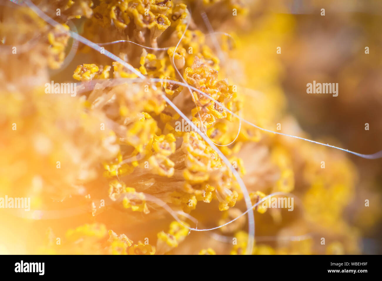 Detailed shot of yellow flower hi-res stock photography and images - Alamy