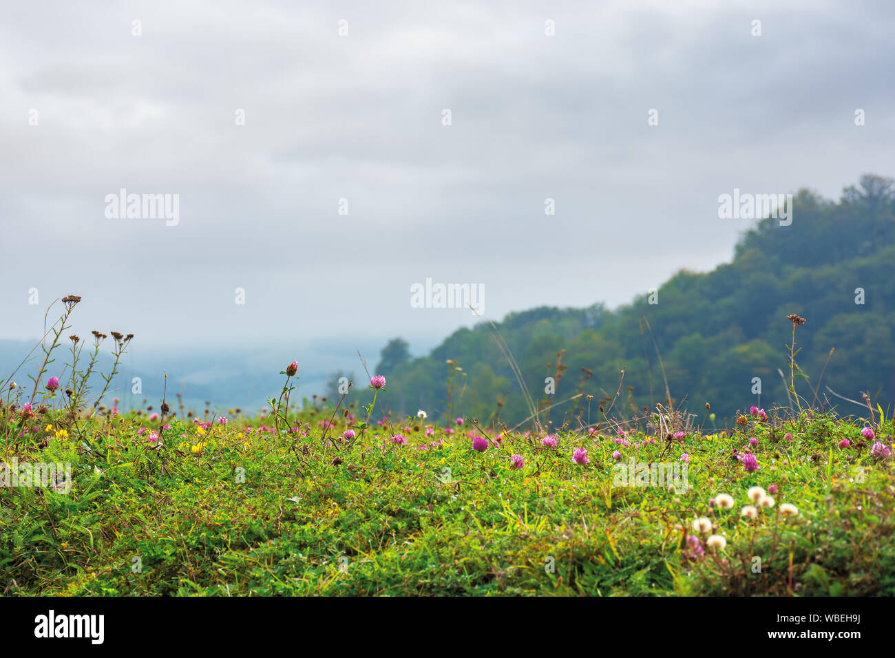 Gloomy morning hi-res stock photography and images - Alamy
