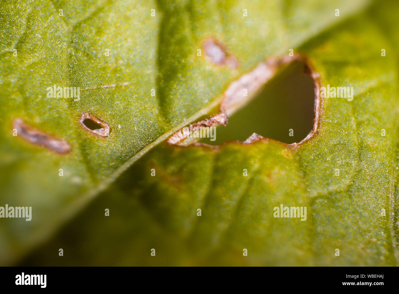 Damaged plant leaf by bugs Stock Photo - Alamy