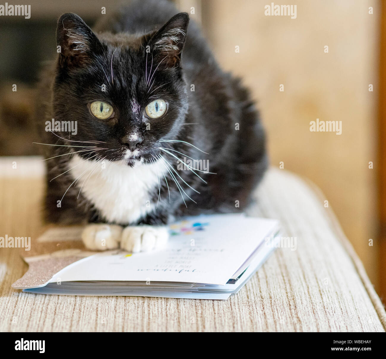 Old black white cat hi-res stock photography and images - Alamy