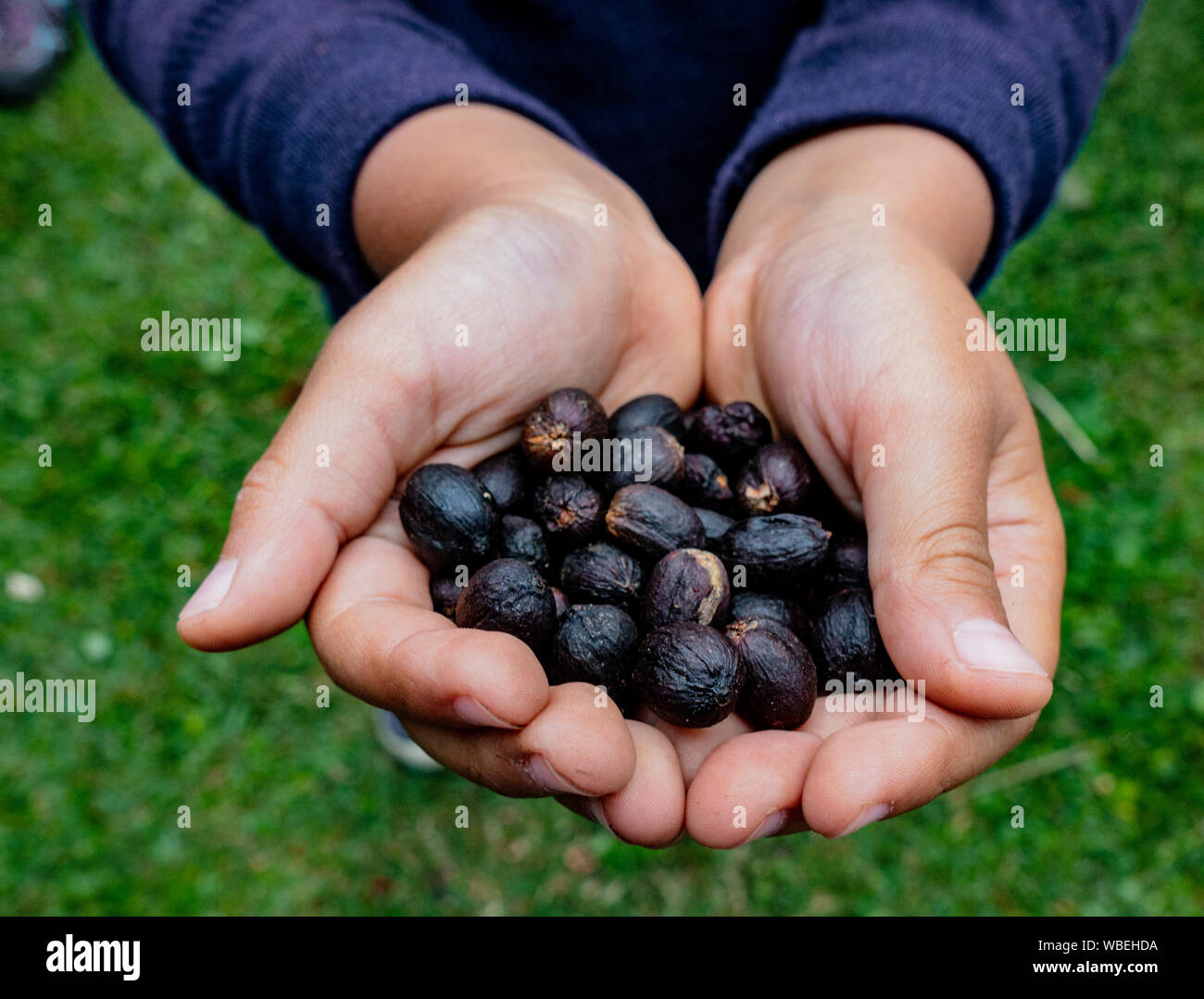 Hand picked coffee beans hi-res stock photography and images - Alamy