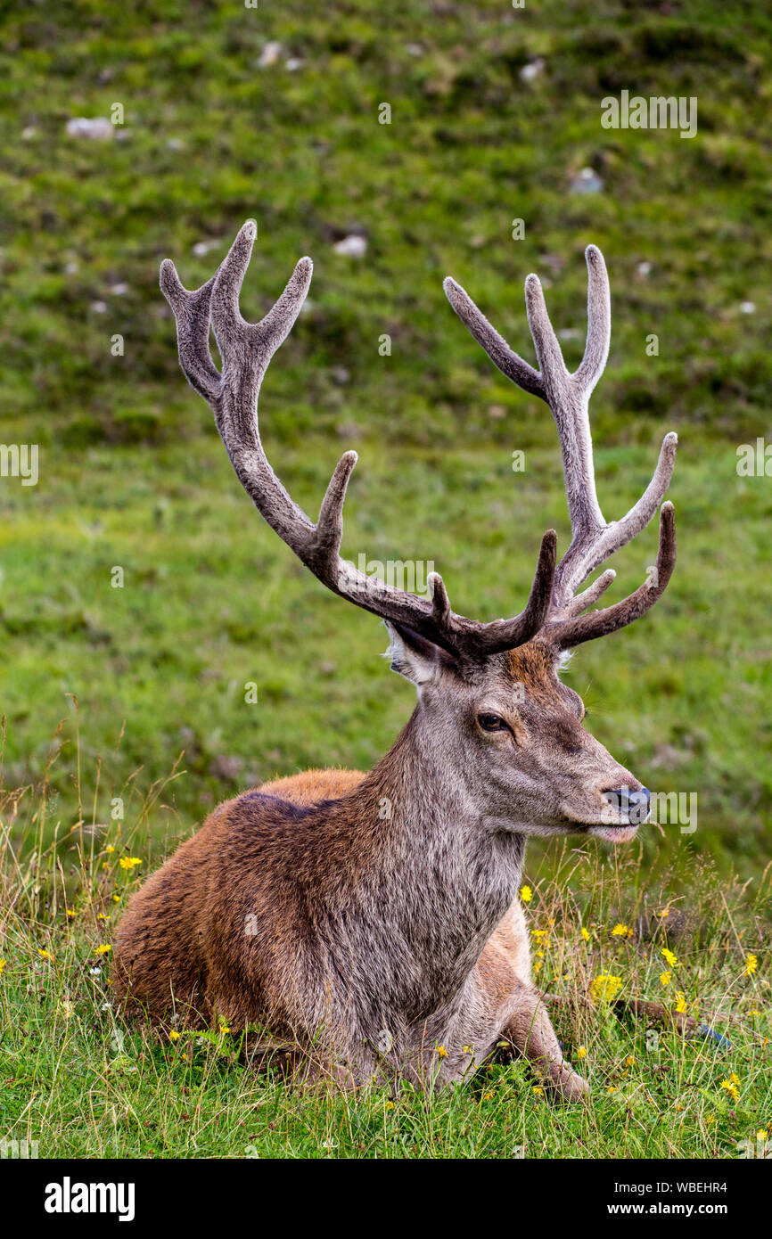 'the royal stag' hi-res stock photography and images - Alamy