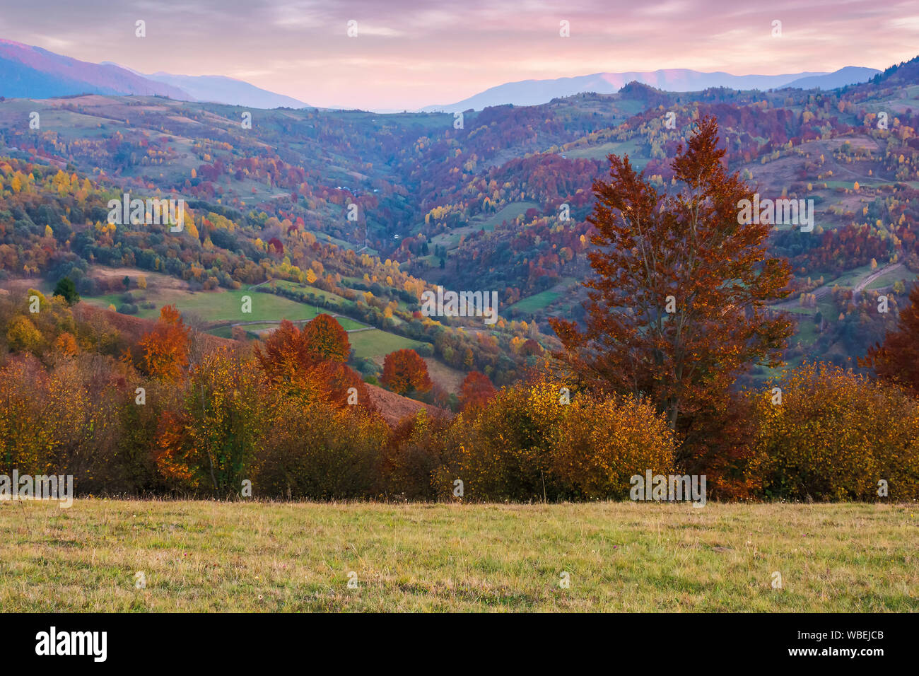 beautiful autumn countryside landscape at dusk. trees in fall foliage ...