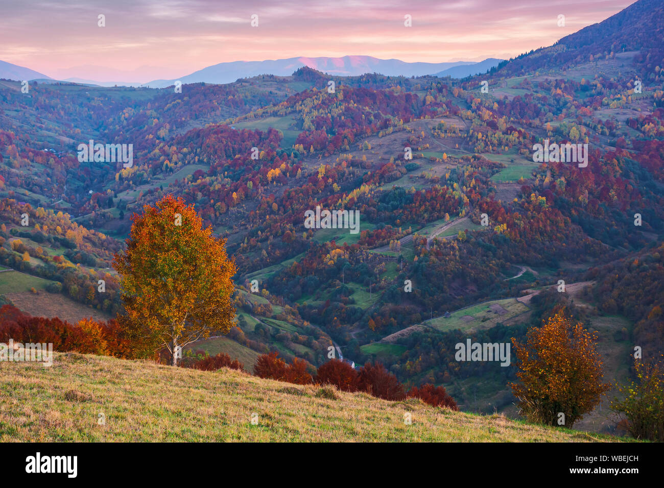 beautiful autumn countryside landscape at dusk. trees in fall foliage ...