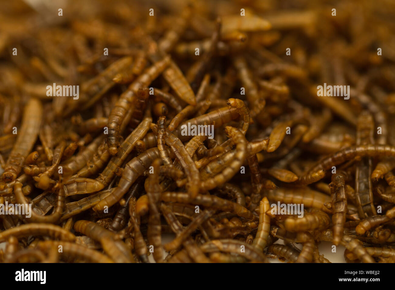 Concept on entomophagy, people eating insects with chocolate Stock ...
