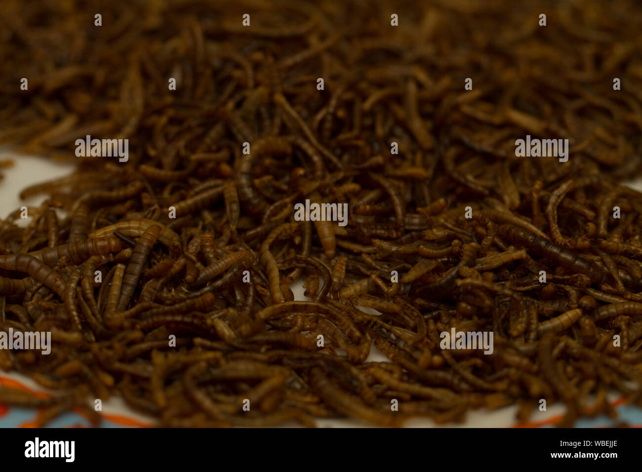 Concept on entomophagy, people eating insects with chocolate Stock ...