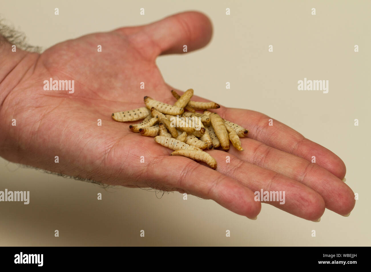 Concept on entomophagy, people eating insects with chocolate Stock ...