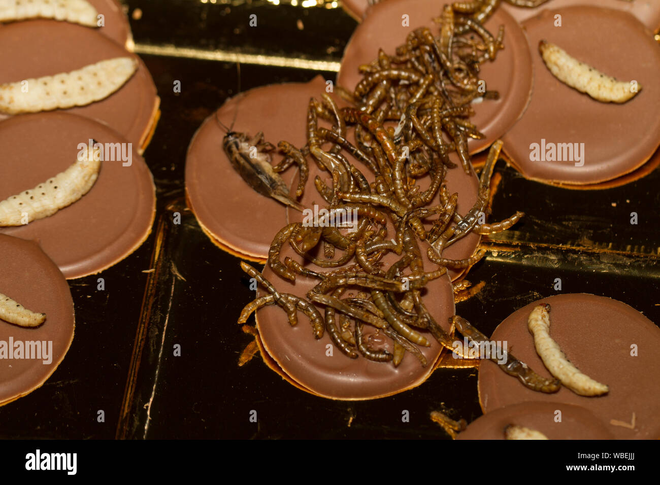 Concept on entomophagy, people eating insects with chocolate Stock ...