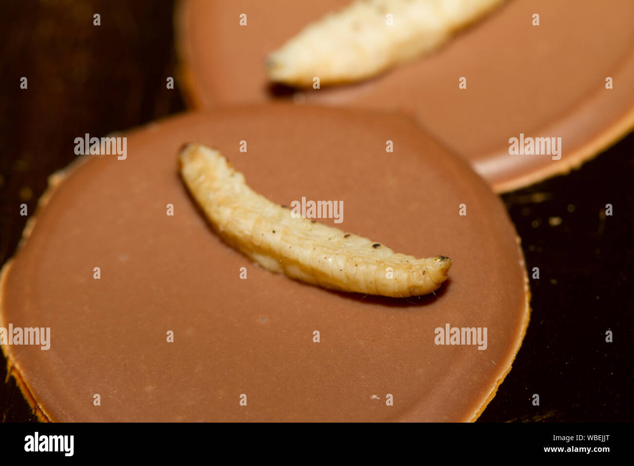 Concept on entomophagy, people eating insects with chocolate Stock ...