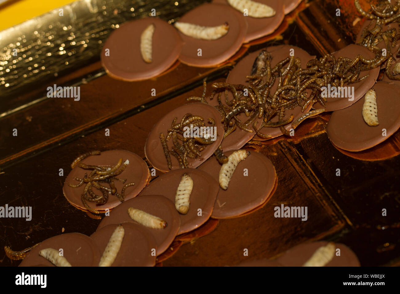 Concept on entomophagy, people eating insects with chocolate Stock ...