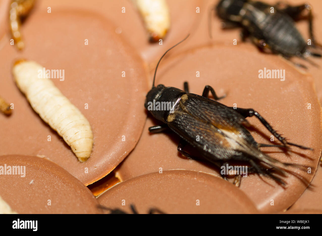 Concept on entomophagy, people eating insects with chocolate Stock ...