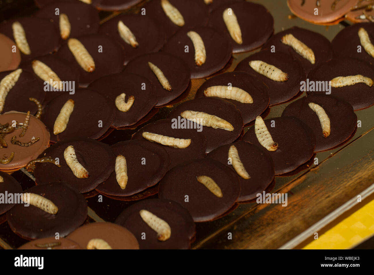 Concept on entomophagy, people eating insects with chocolate Stock ...