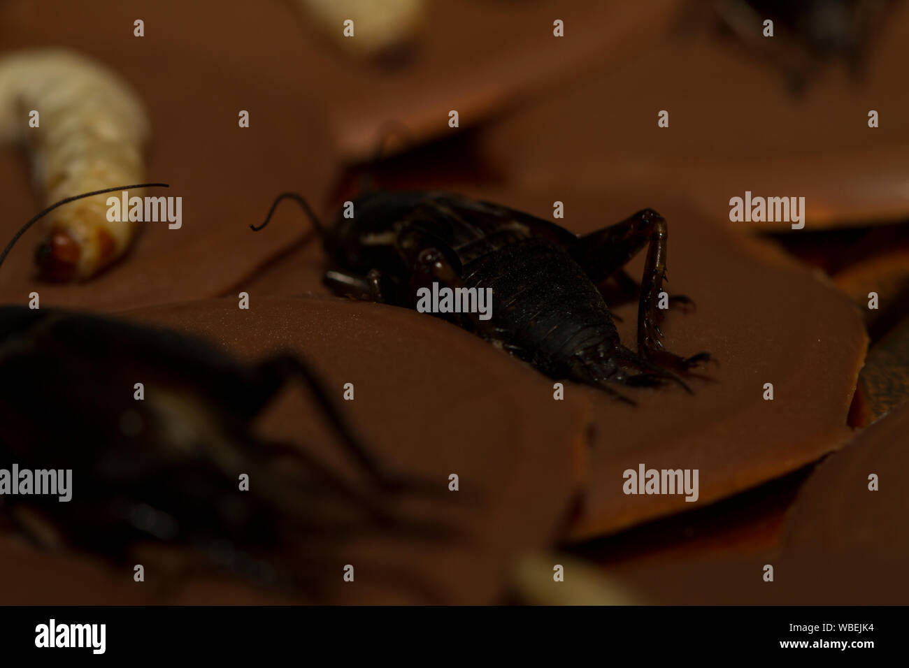 Concept on entomophagy, people eating insects with chocolate Stock ...