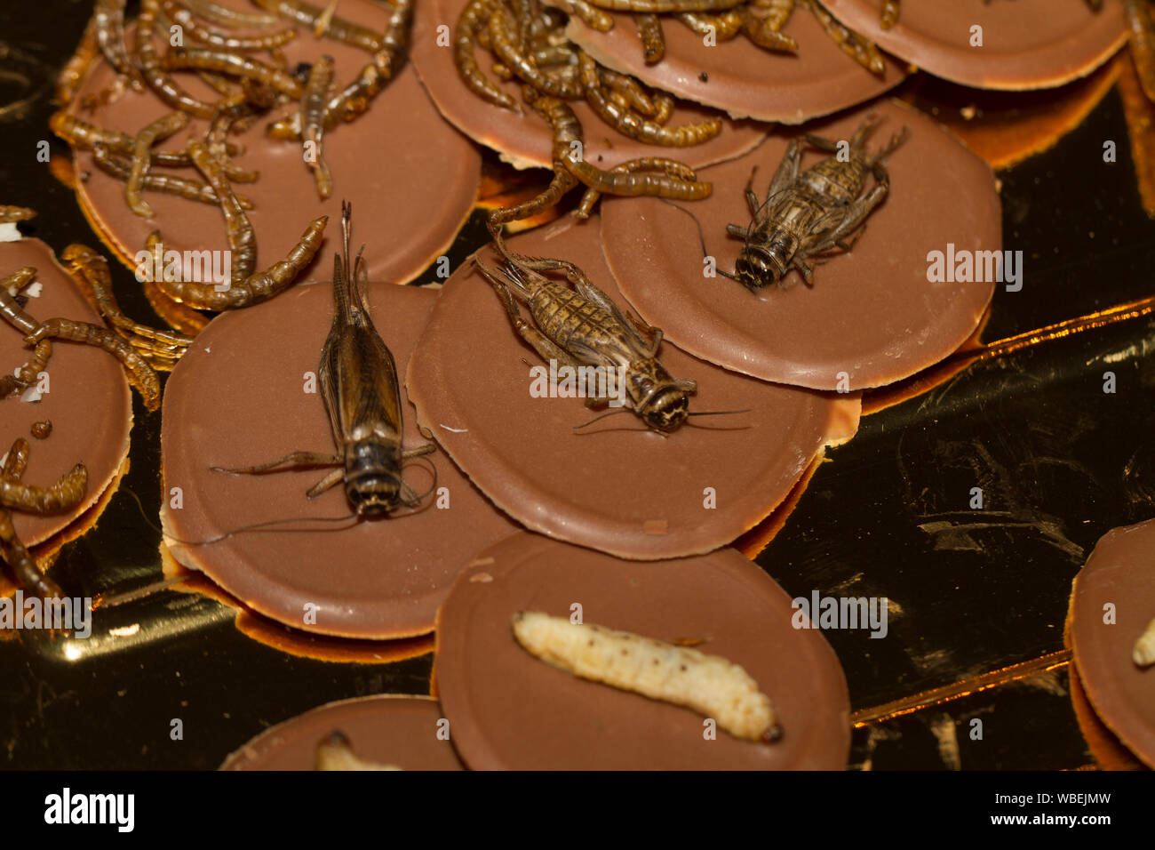 Concept on entomophagy, people eating insects with chocolate Stock ...