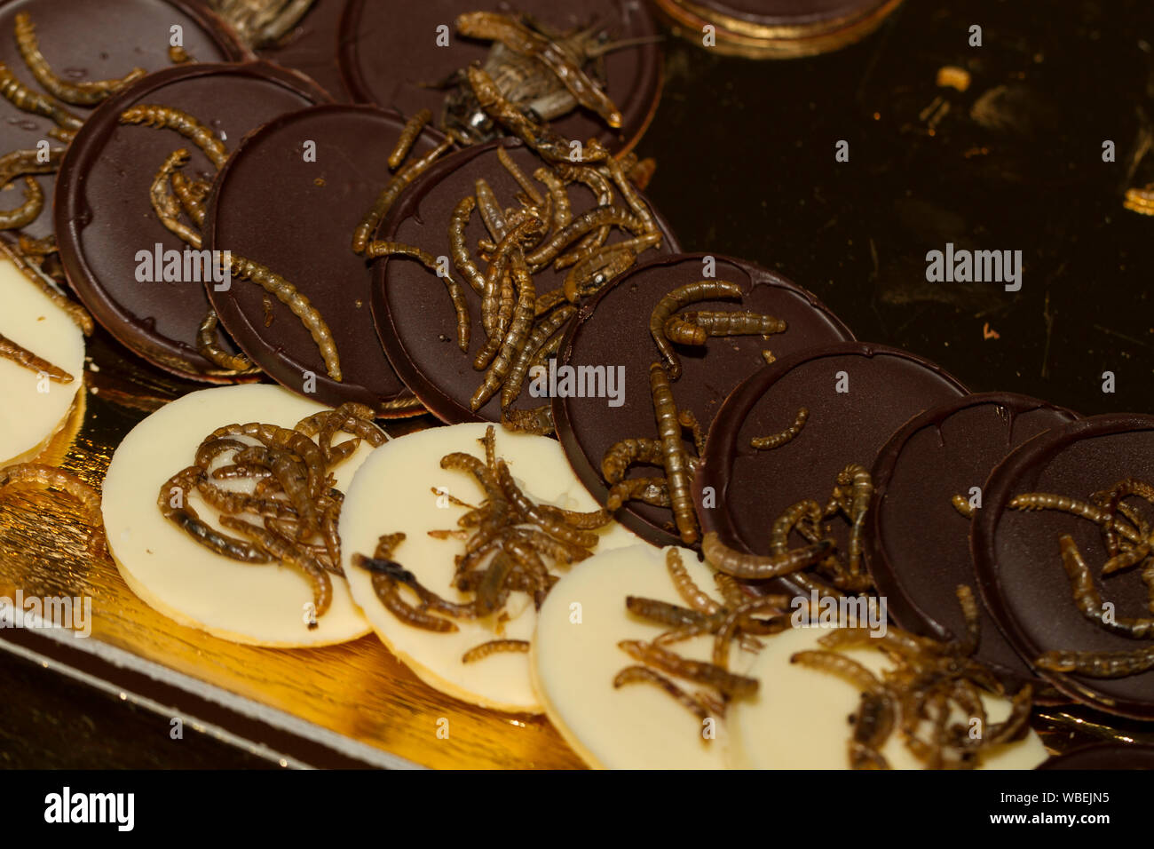 Concept on entomophagy, people eating insects with chocolate Stock ...