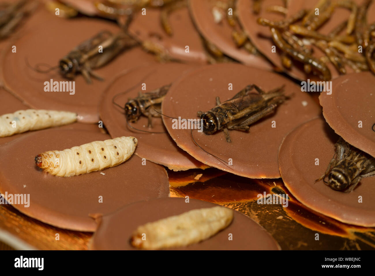 Peculiar insects hi-res stock photography and images - Alamy