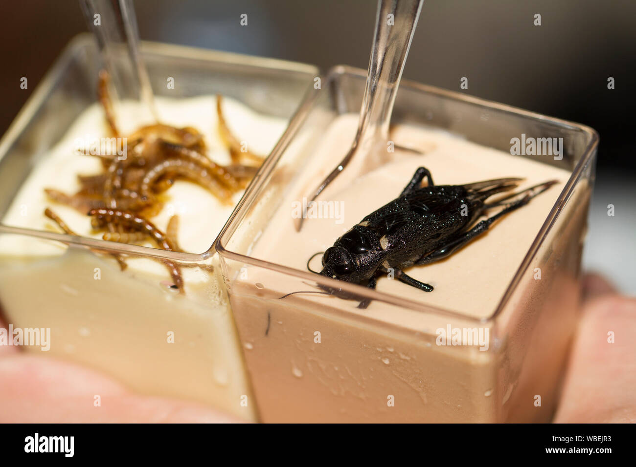 Concept on entomophagy, people eating insects with chocolate Stock ...