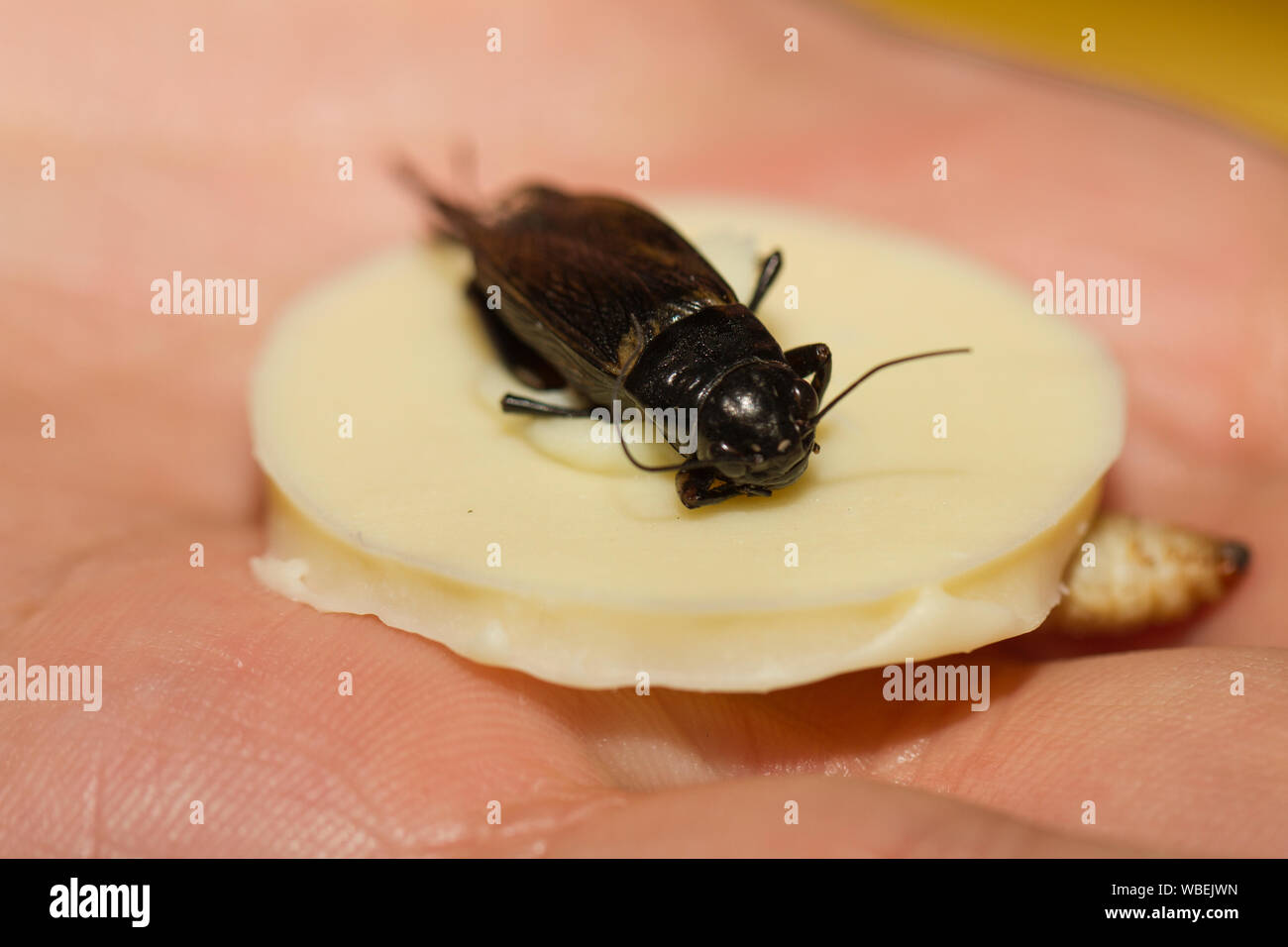 Concept on entomophagy, people eating insects with chocolate Stock ...