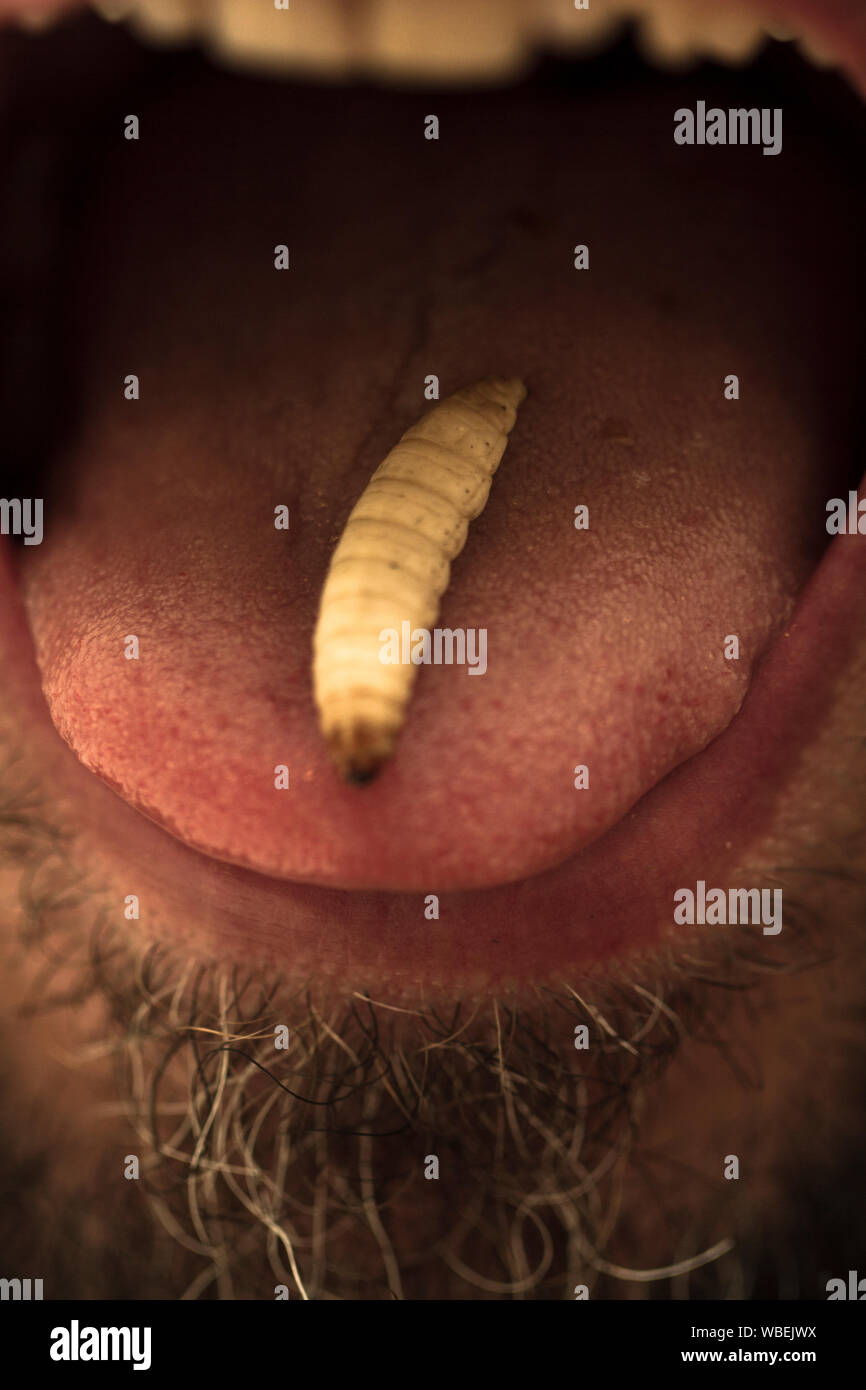 Concept on entomophagy, people eating insects with chocolate Stock ...