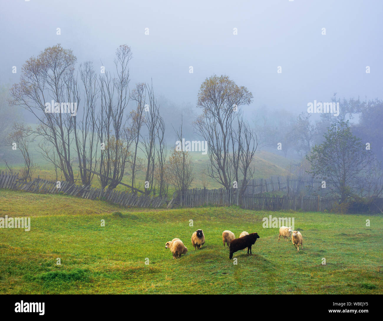 Sheep fog hi-res stock photography and images - Alamy