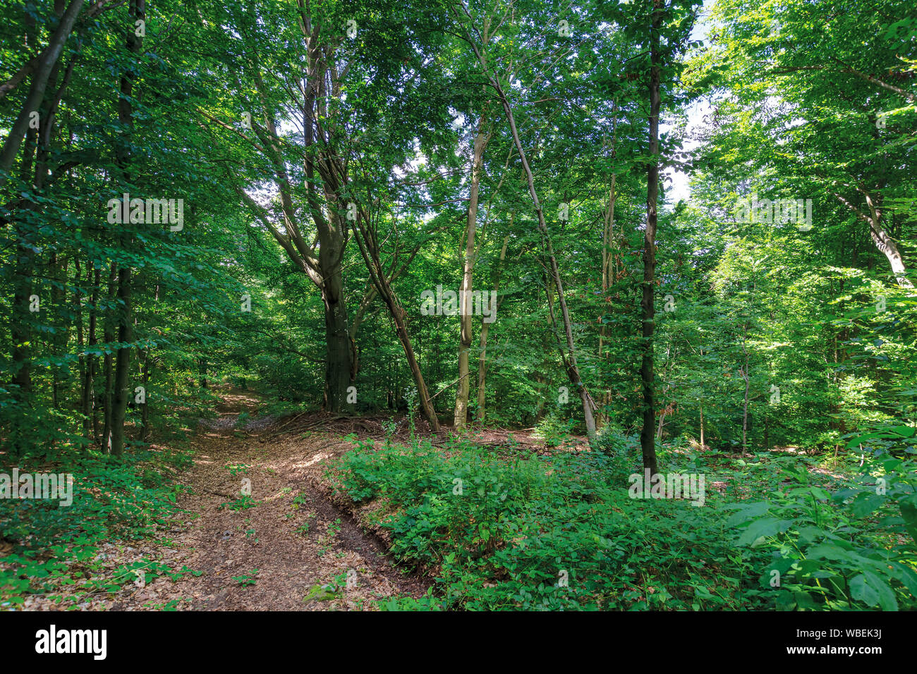 Path environment hi-res stock photography and images - Alamy
